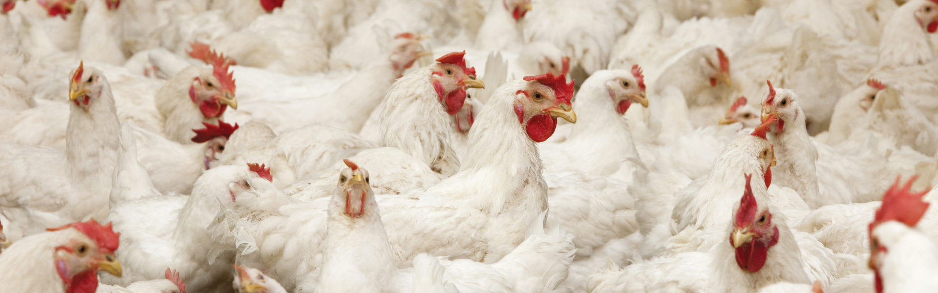 Novidade na detecção de Salmonella com MDA2